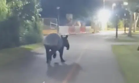 Rare tapir spotted running along..., Latest News - The New Paper