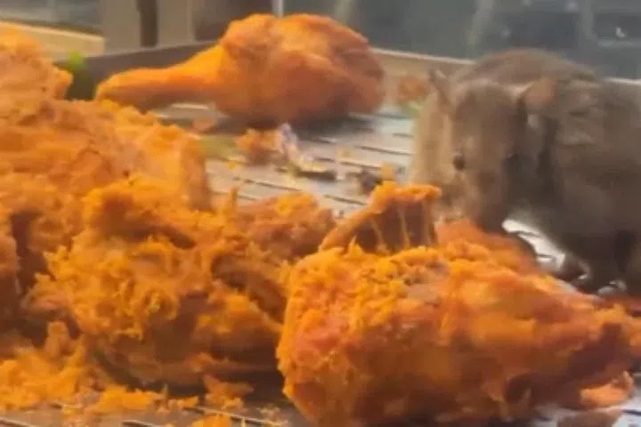 KL restaurant shut after video of rat nibbling on fried chicken goes ...