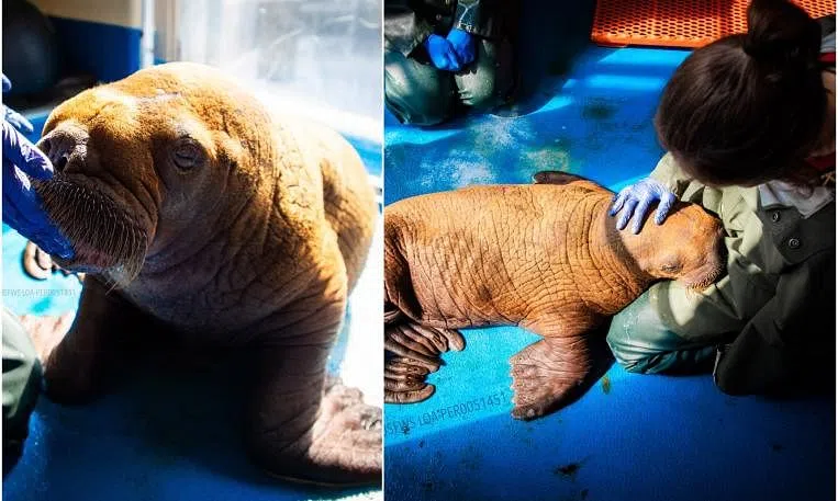 Rare walrus calf under 'cuddle care'..., Latest News - The New Paper