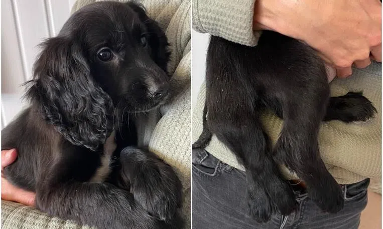 6-legged spaniel puppy abandoned at..., Latest News - The New Paper