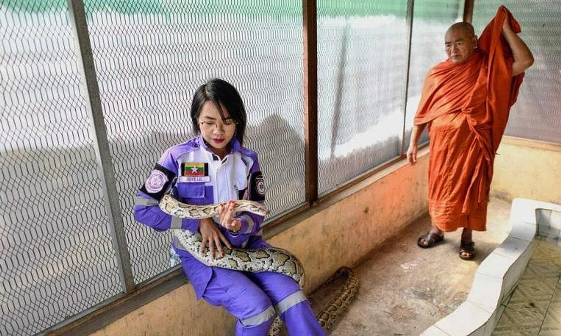 Pythons on your porch? Call Myanmar's 'snake princess' | The New Paper