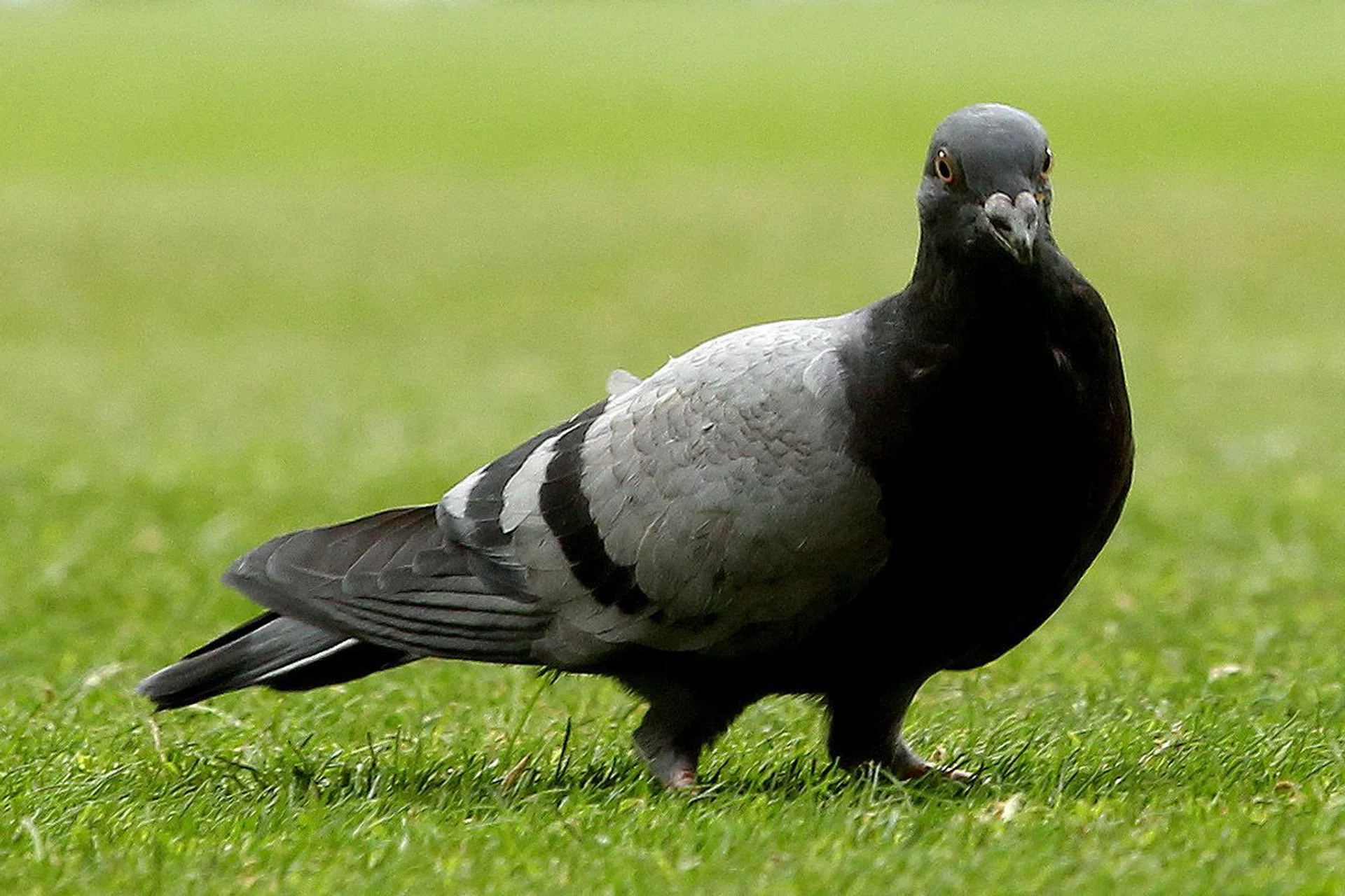 Missing US pigeon shows up in..., Latest News - The New Paper