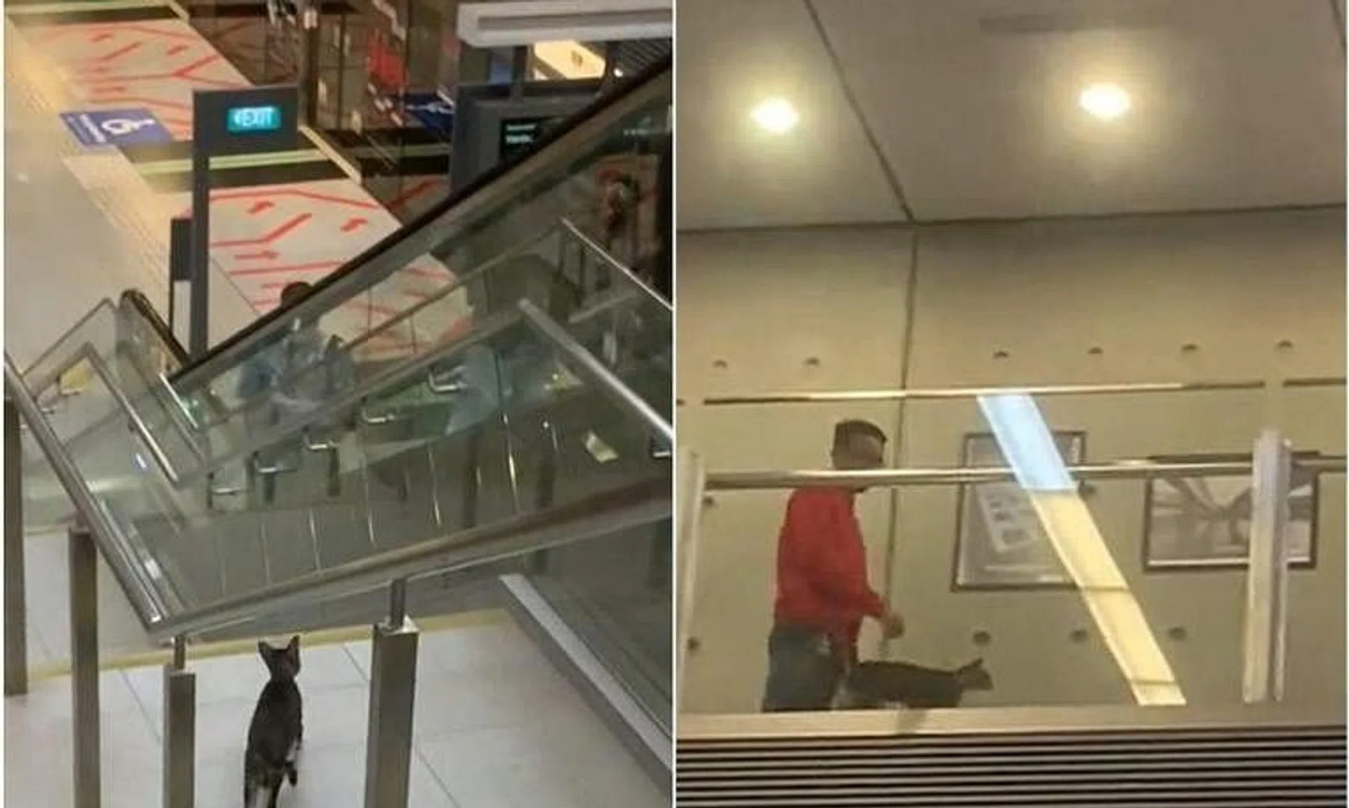Cat escorted out of 'Paw-sir Panjang MRT' station after it wanders onto ...