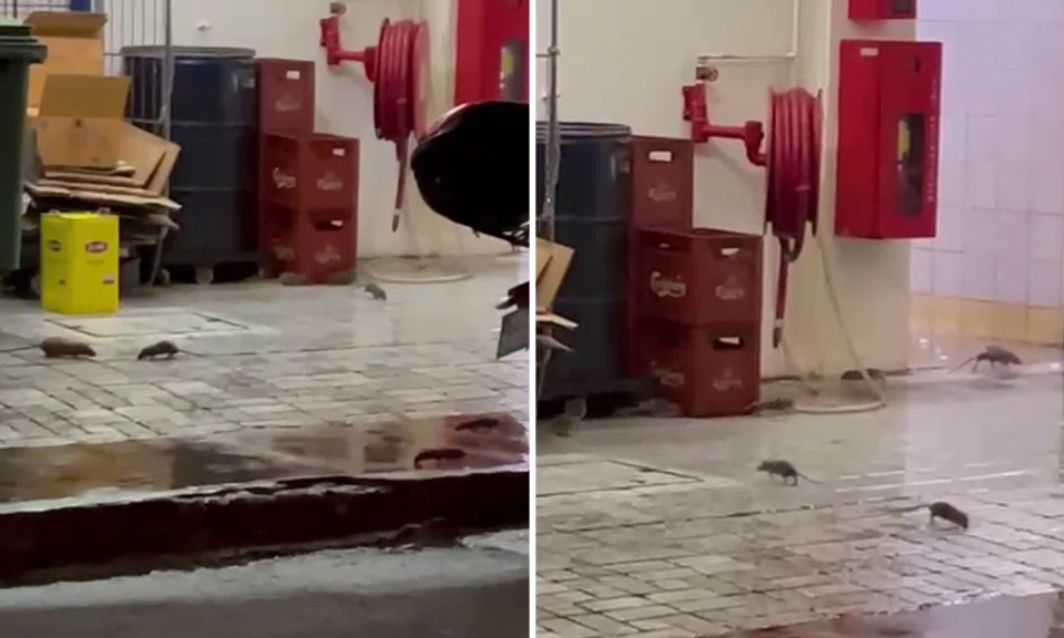 SFA inspects premises after rats are seen running around Yishun coffee ...