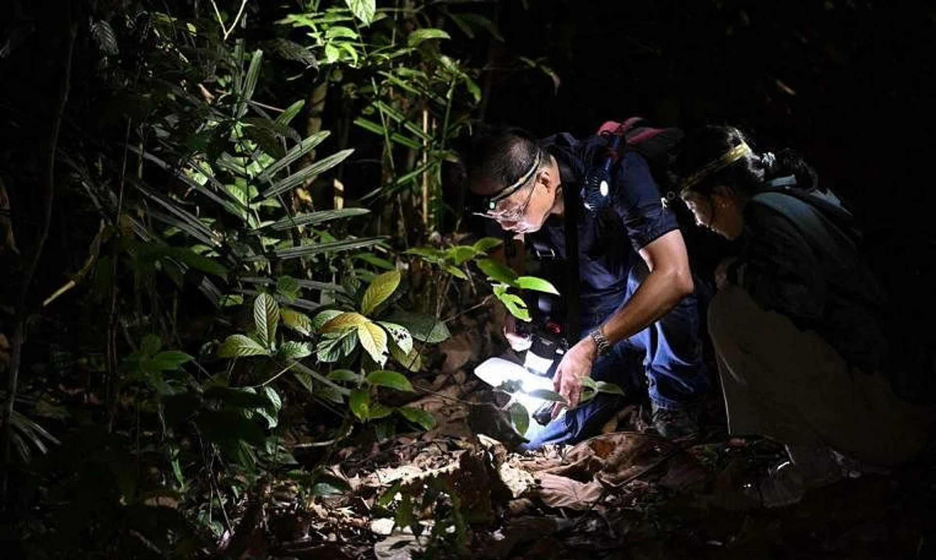 6 things you need to know for that night walk in Singapore's parks ...