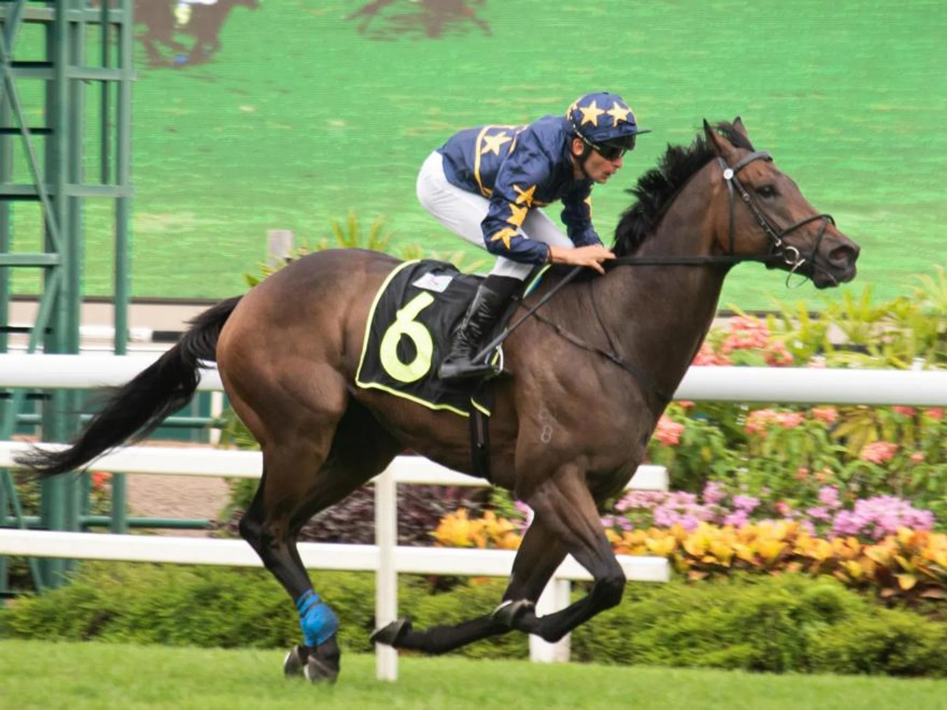 Invincible Tycoon's chance for Gold | The New Paper