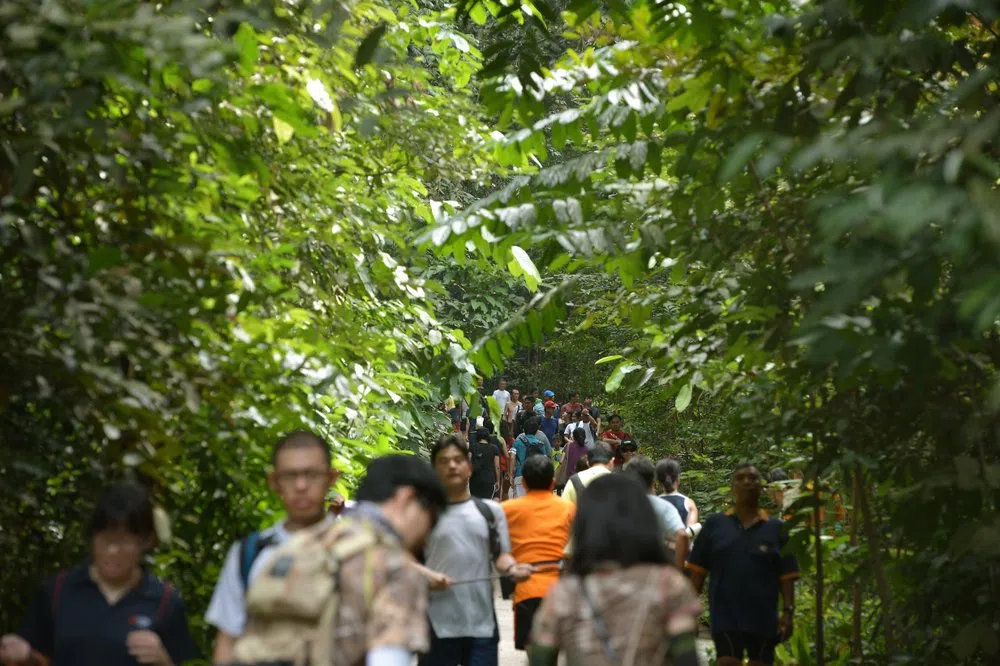 Bukit Timah Nature Reserve reopens fully | The New Paper