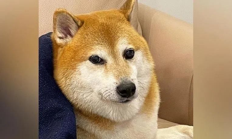 Famous meme dog 'Cheems' dies of cancer | The New Paper