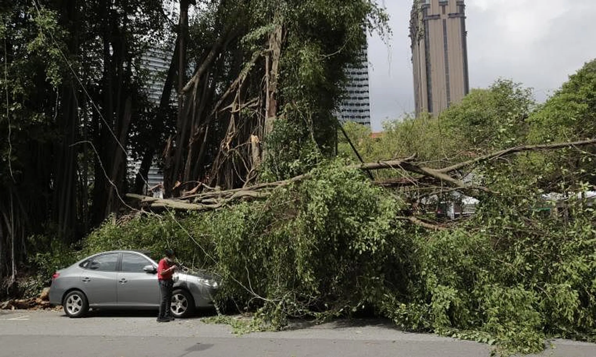 'It sounded like a building collapsing': Fallen tree pins cars in ...