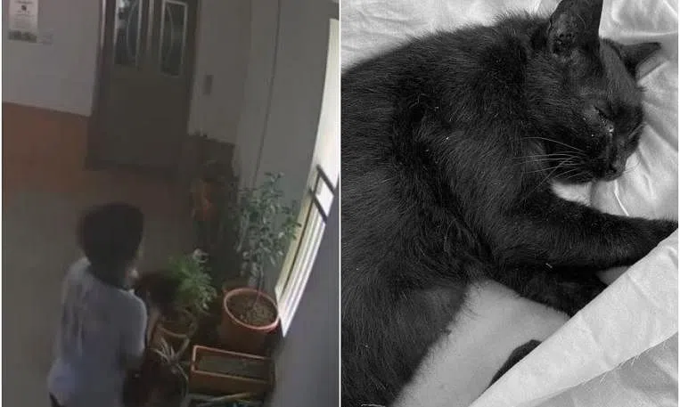 AVS probing video showing boy throwing cat off 22nd storey of HDB block ...