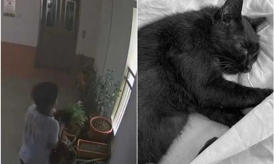 AVS probing video showing boy throwing cat off 22nd storey of HDB block ...