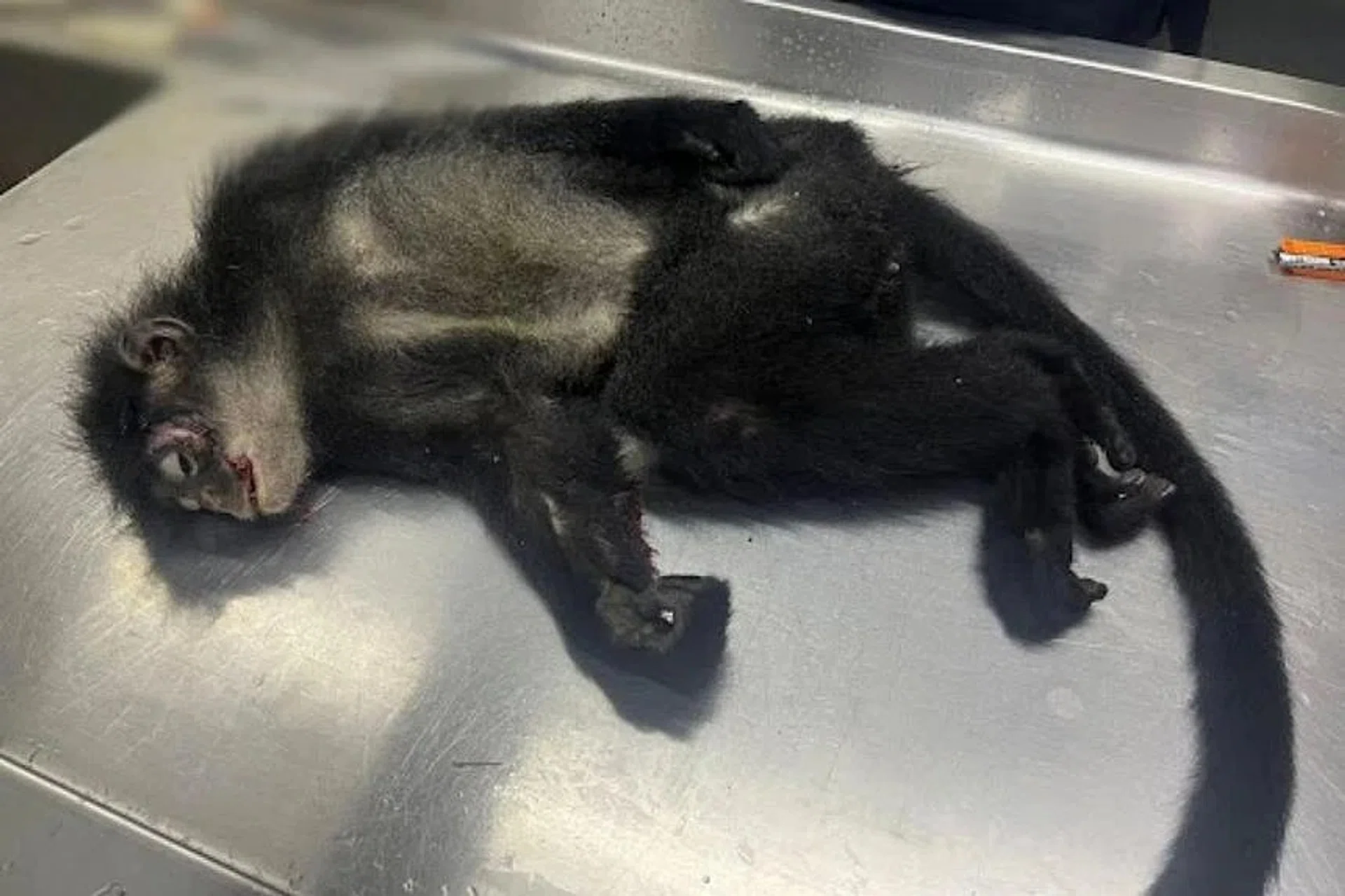 2 critically endangered Raffles' banded langurs found dead along SLE ...