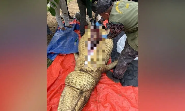 Remains of missing man found in croc's gut in Sabah | The New Paper