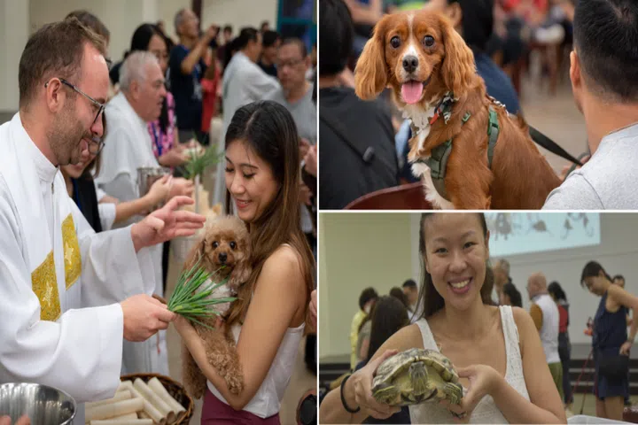 'Bless this pooch': Kovan church's animal blessing event sees some 205 ...