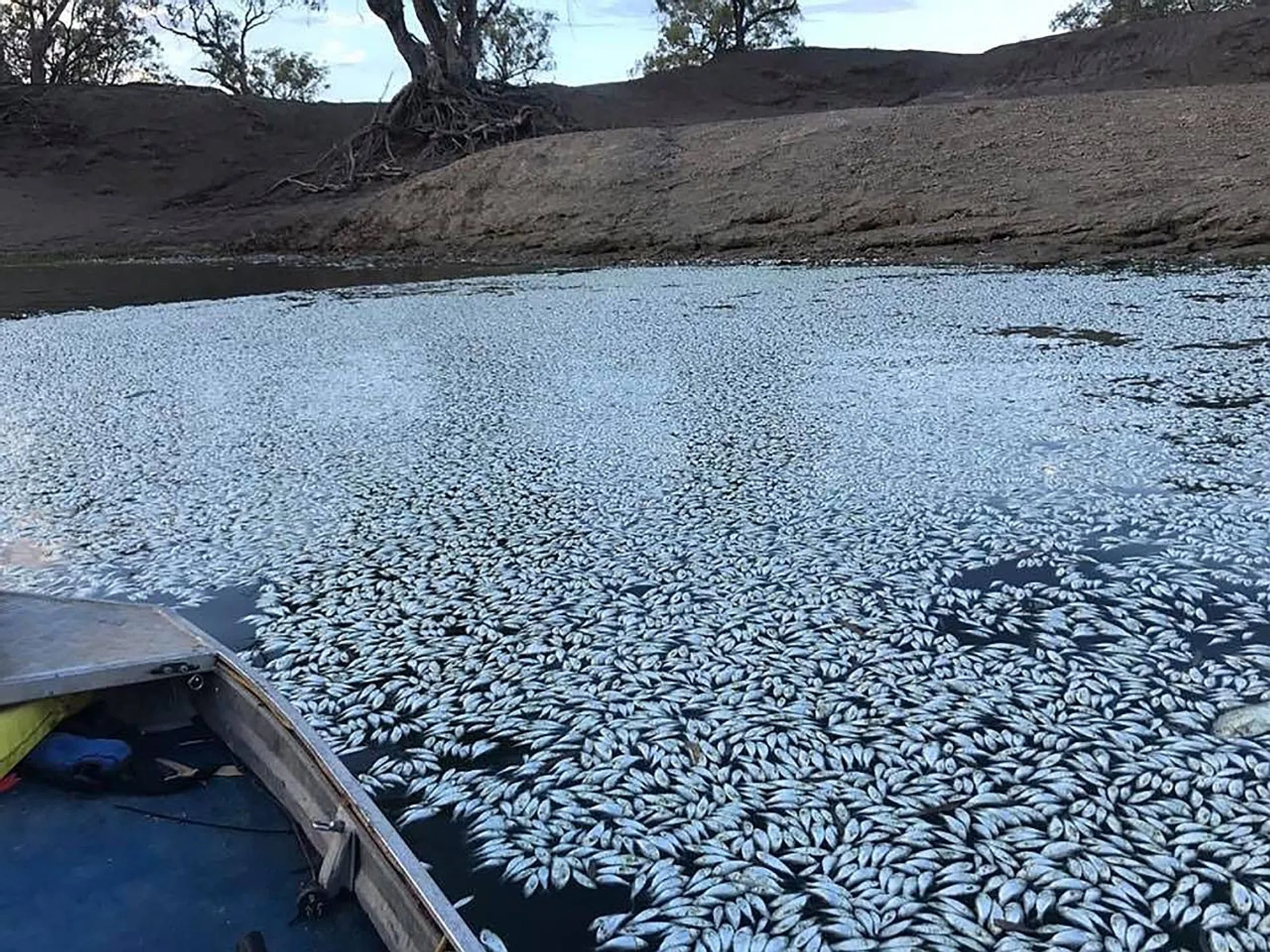 Hundreds of thousands of fish dead..., Latest News - The New Paper