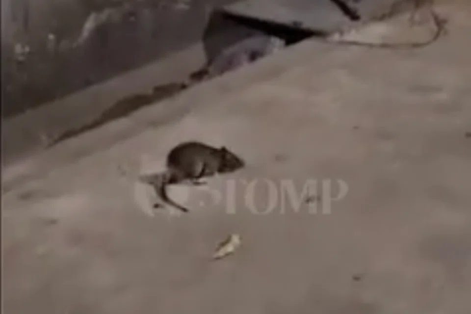 Rats trailing Geylang alley cause problems for nearby restaurant owners | The New Paper