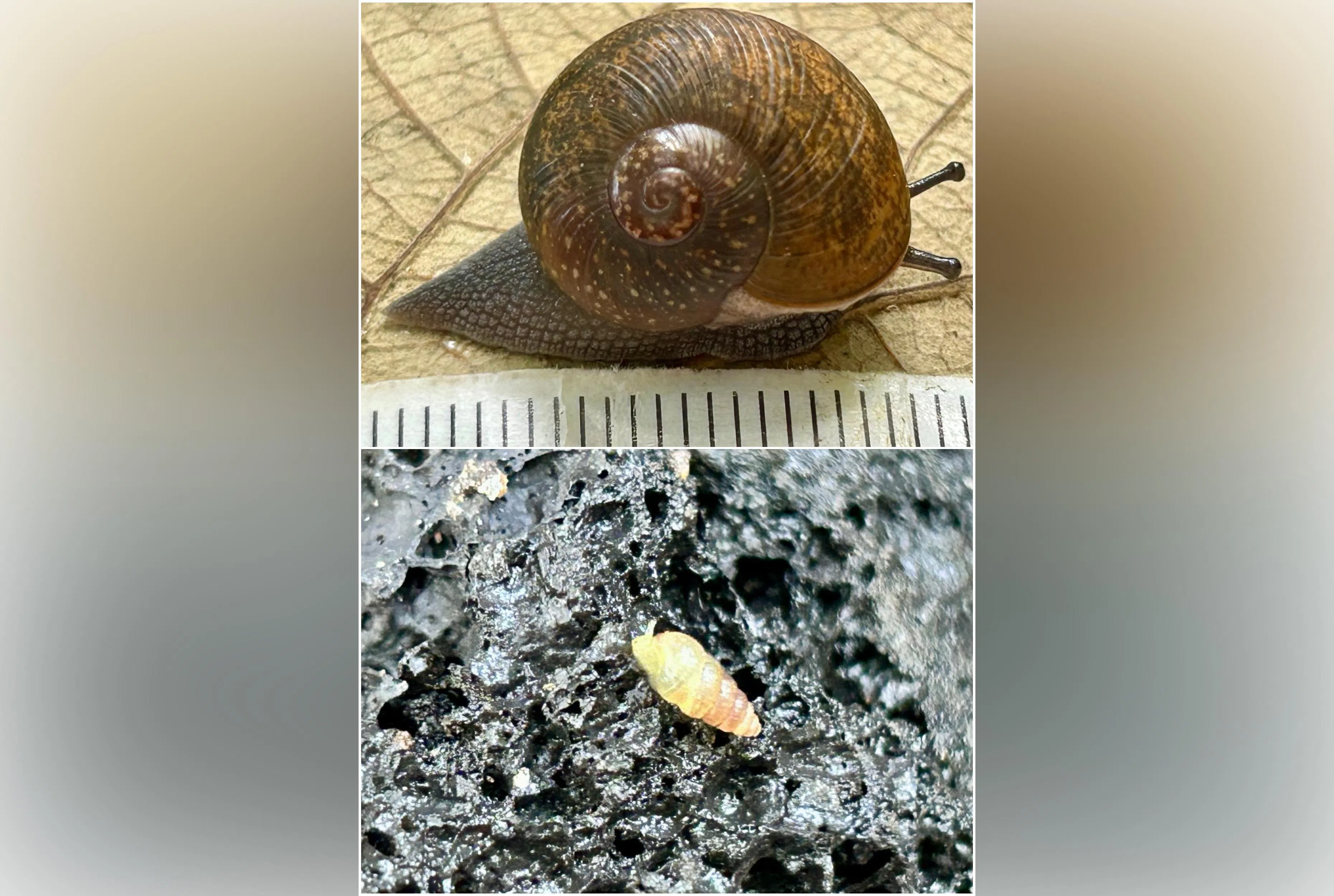 Two new snail species found in Singapore can harm local wildlife | The ...