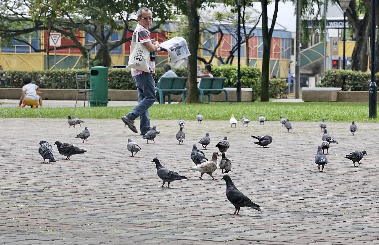 Pilot programme launched to stop pigeon-feeding | The New Paper