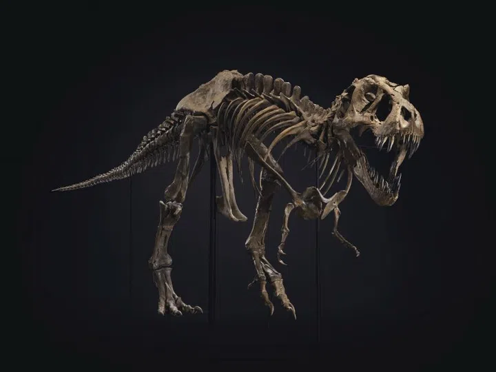 Walk-in queue available at upcoming T. rex skeleton showcase | The New ...