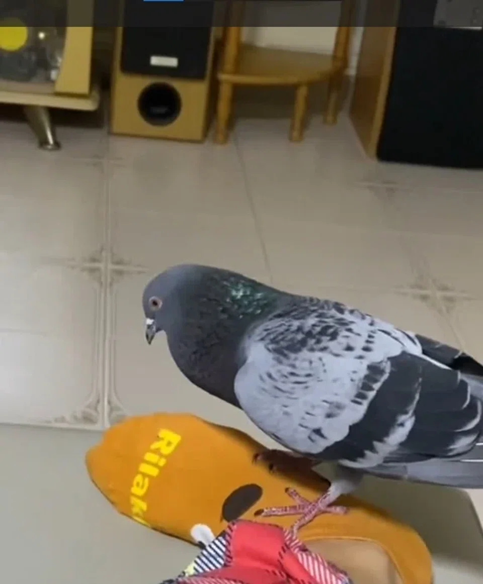 'Free to fly' pigeon forms decade-long bond with family | The New Paper