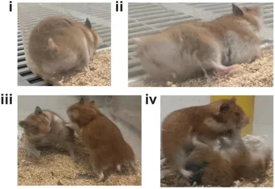 Gene editing turns hamsters into little rage monsters | The New Paper