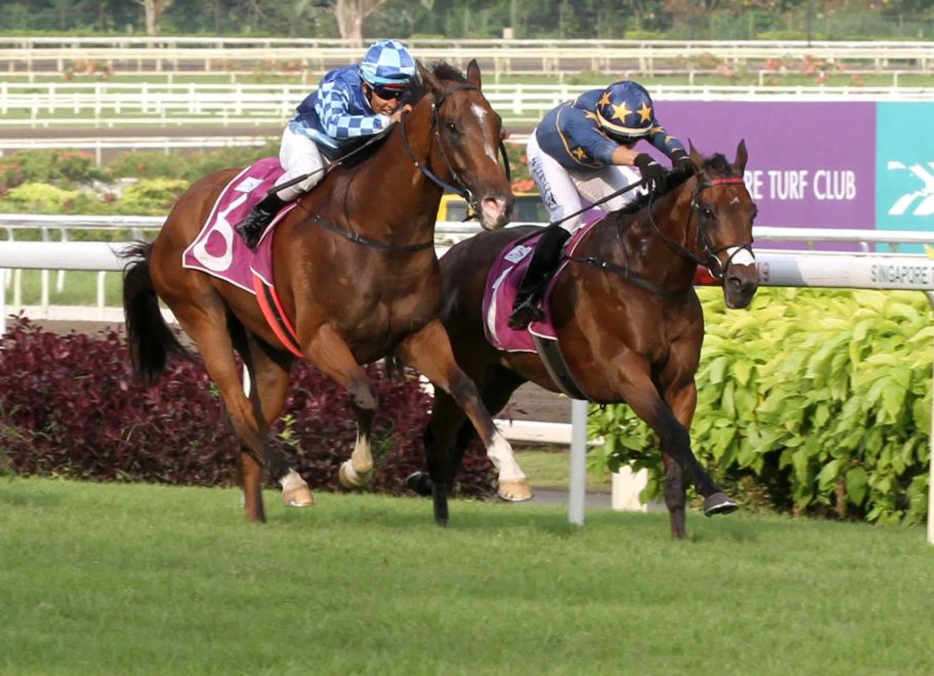 Hong Kong Mile for Lim's Kosciuszko | The New Paper