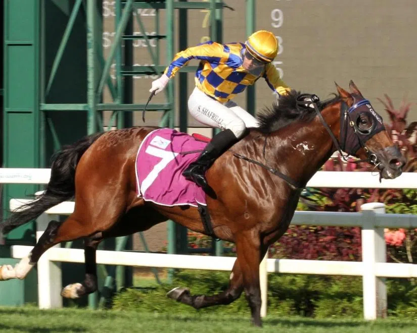 No Gray area for beloved All Blacks | The New Paper