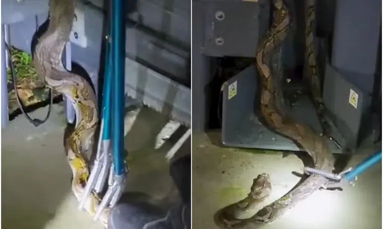 Reticulated python burned alive,..., Latest News - The New Paper