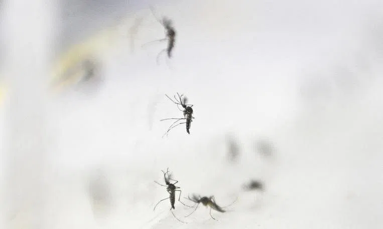 Woman fined for letting mosquitos breed in toilet bowl, blames offence ...