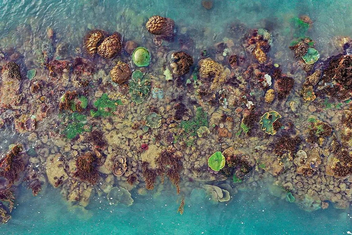 The 'super corals' living in urban Singapore - The Peak Magazine | PEAK ...