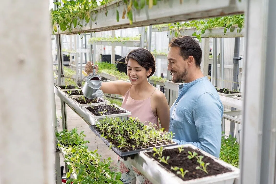 Your Nespresso coffee grounds are now being used to grow vegetables - The Peak Magazine | PEAK ...