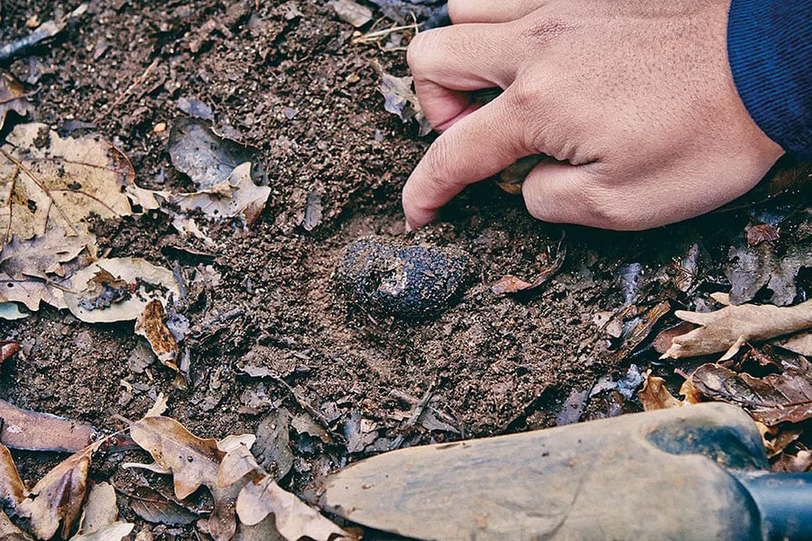 Truffles in Australia - The Peak Magazine | PEAK Singapore