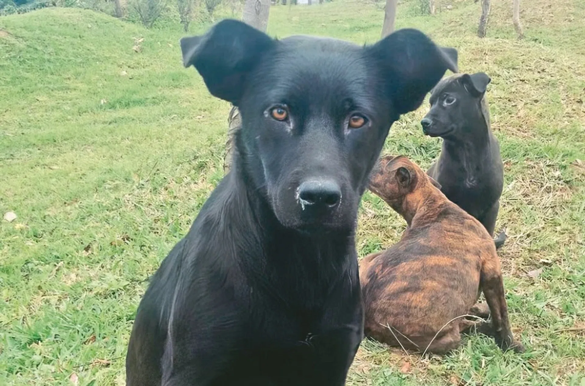 Remembering Xiaohei, the Capricorn dog of Taipei [Part 1]