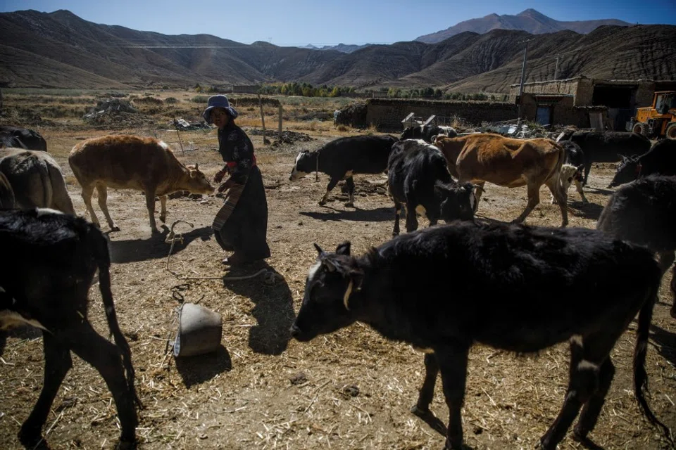 Poverty alleviation in Tibet: For young Tibetans, material wealth and ...