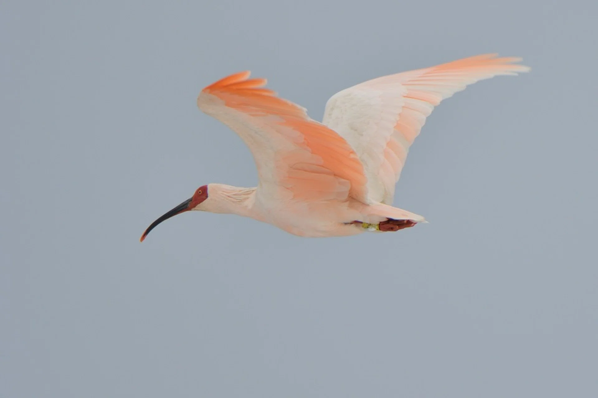 Crested ibis diplomacy: How a nearly extinct bird brought China and ...