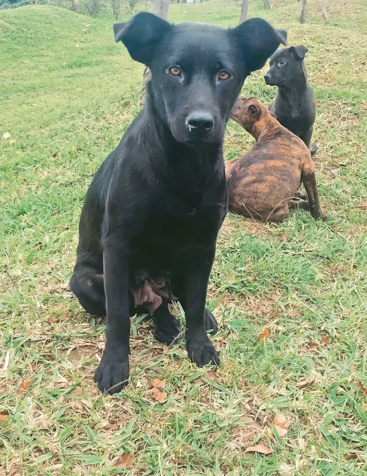 Remembering Xiaohei, the Capricorn dog of Taipei [Part 2]