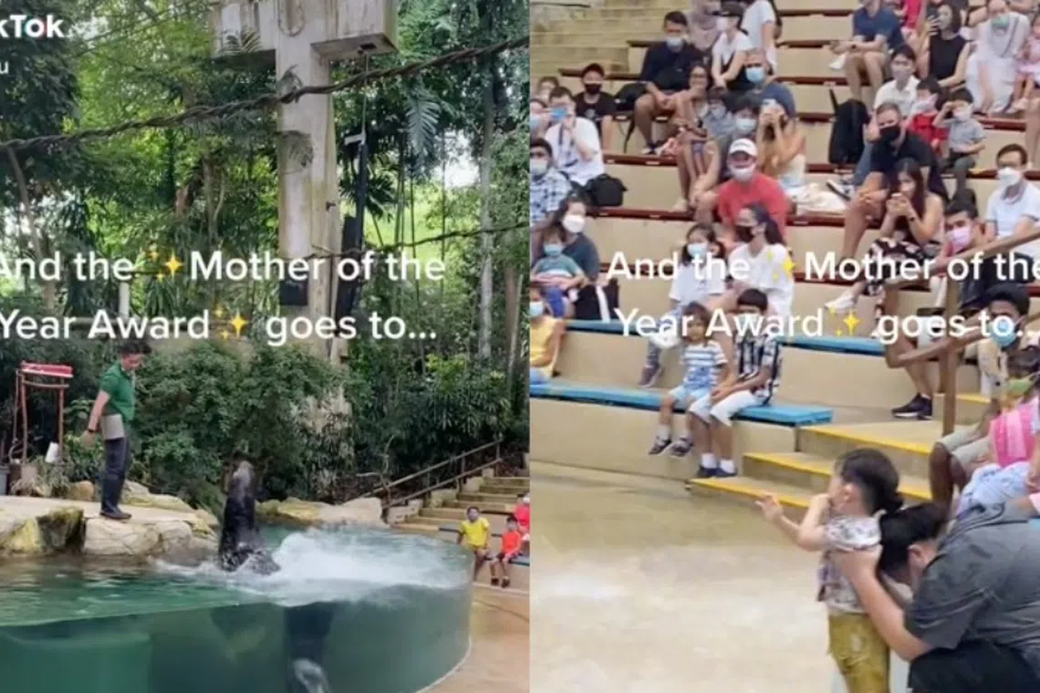 Mum Uses Son As Human Shield From Water Splashed By Sea Lion | The ...