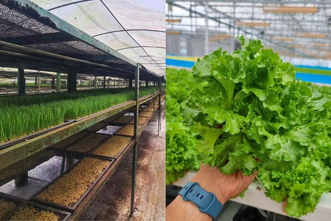 10 Vegetable Farms In Singapore To Bring The Kids | The Singapore Women ...