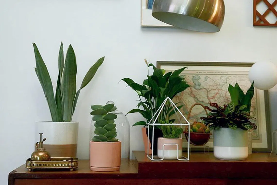 Easy Ways To Decorate Your HDB Flat With Plants For That Scandi-Chic ...