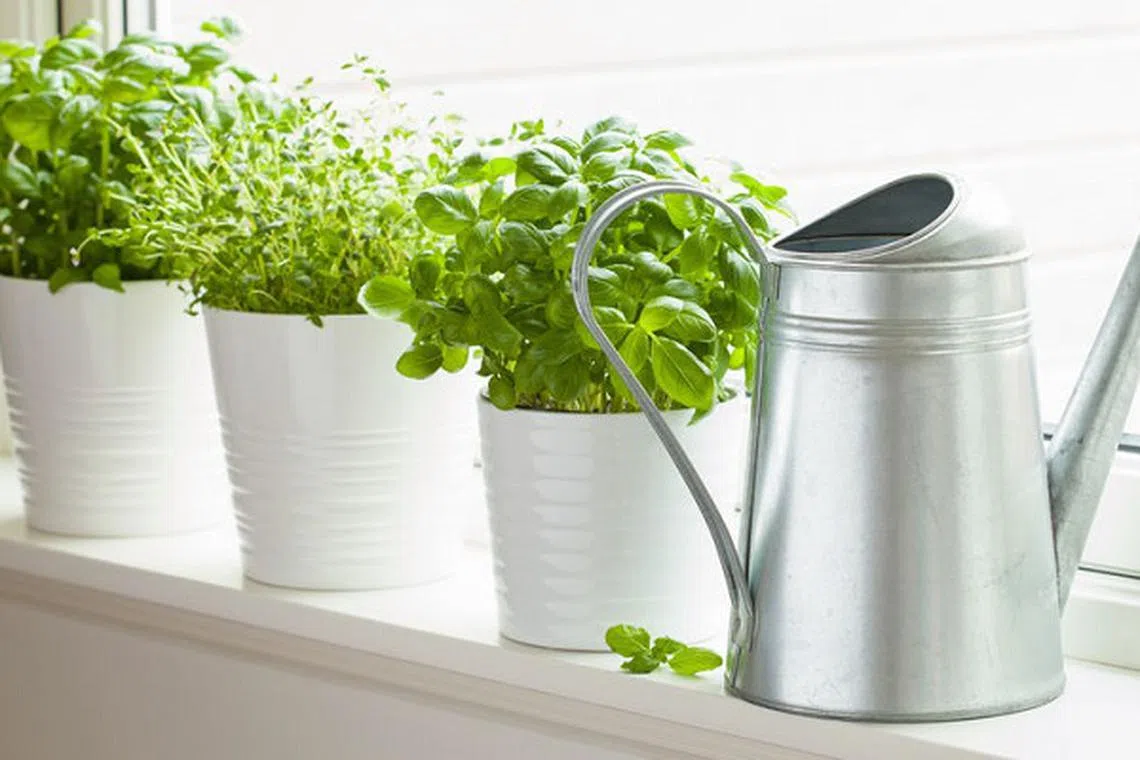 The Easiest Herbs To Grow At Home And More Tips From Local Experts ...