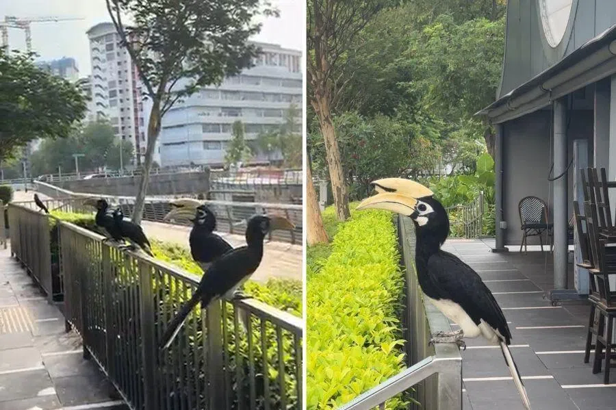 犀鸟一家“光顾”餐厅 引食客店员竞相拍照 | 联合早报