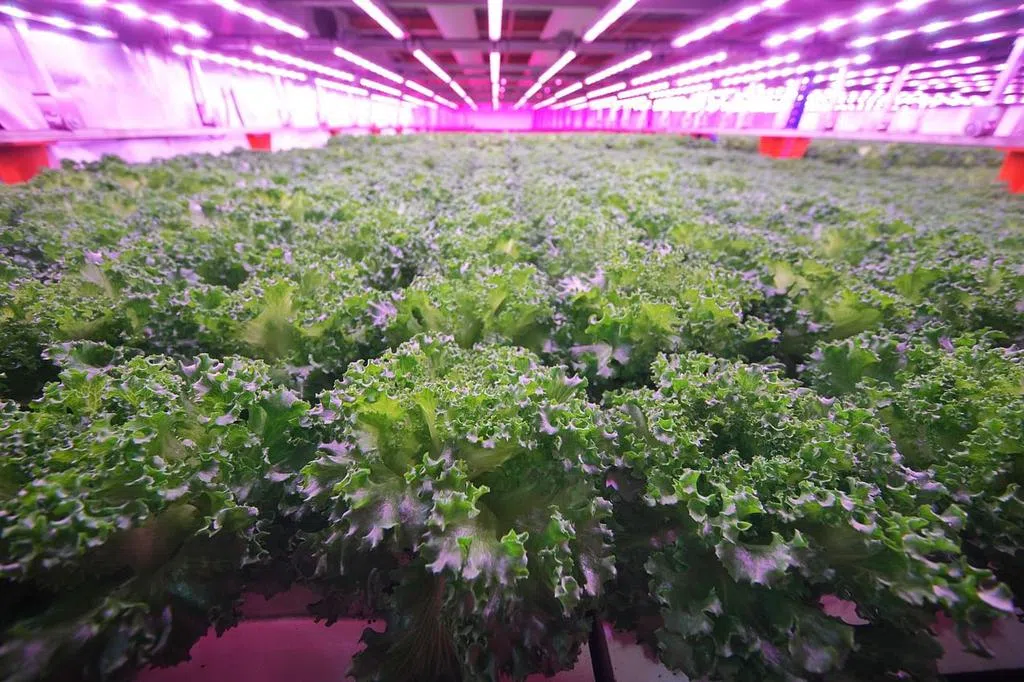 本地室内农场GroGrace投入试运作 预计年产33公吨农产品助减少依赖进口 | 联合早报